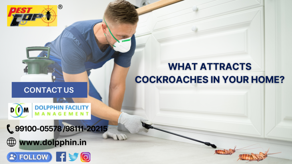 What Attracts Cockroaches in Your Home? - Dolphin Blog