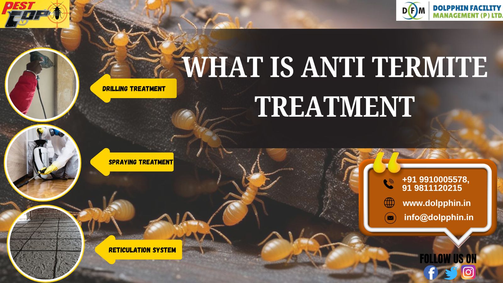 WHAT IS ANTI-TERMITE CONTROL - Dolphin Blog