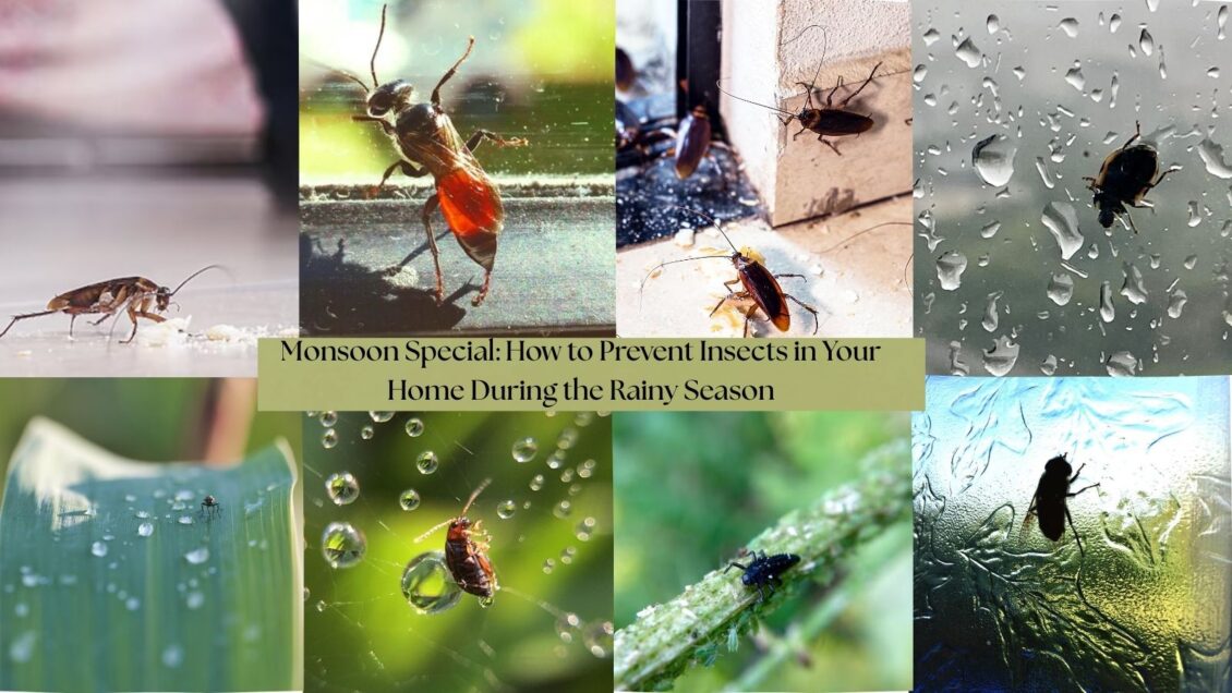 Monsoon Insect Prevention Home - Dolphin Blog
