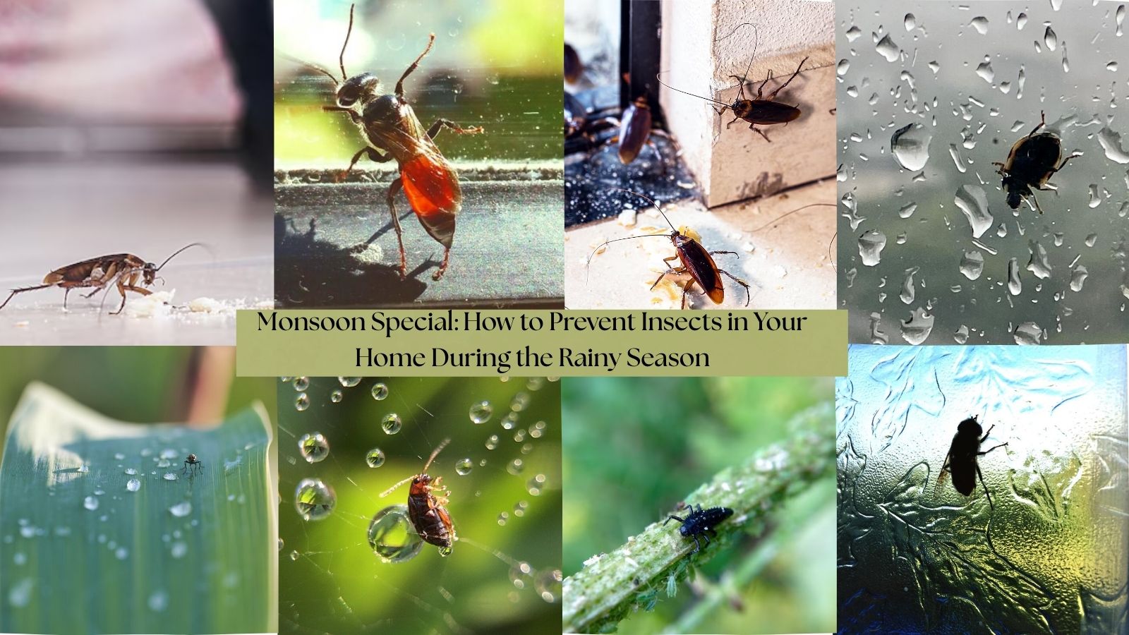Monsoon Insect Prevention Home - Dolphin Blog