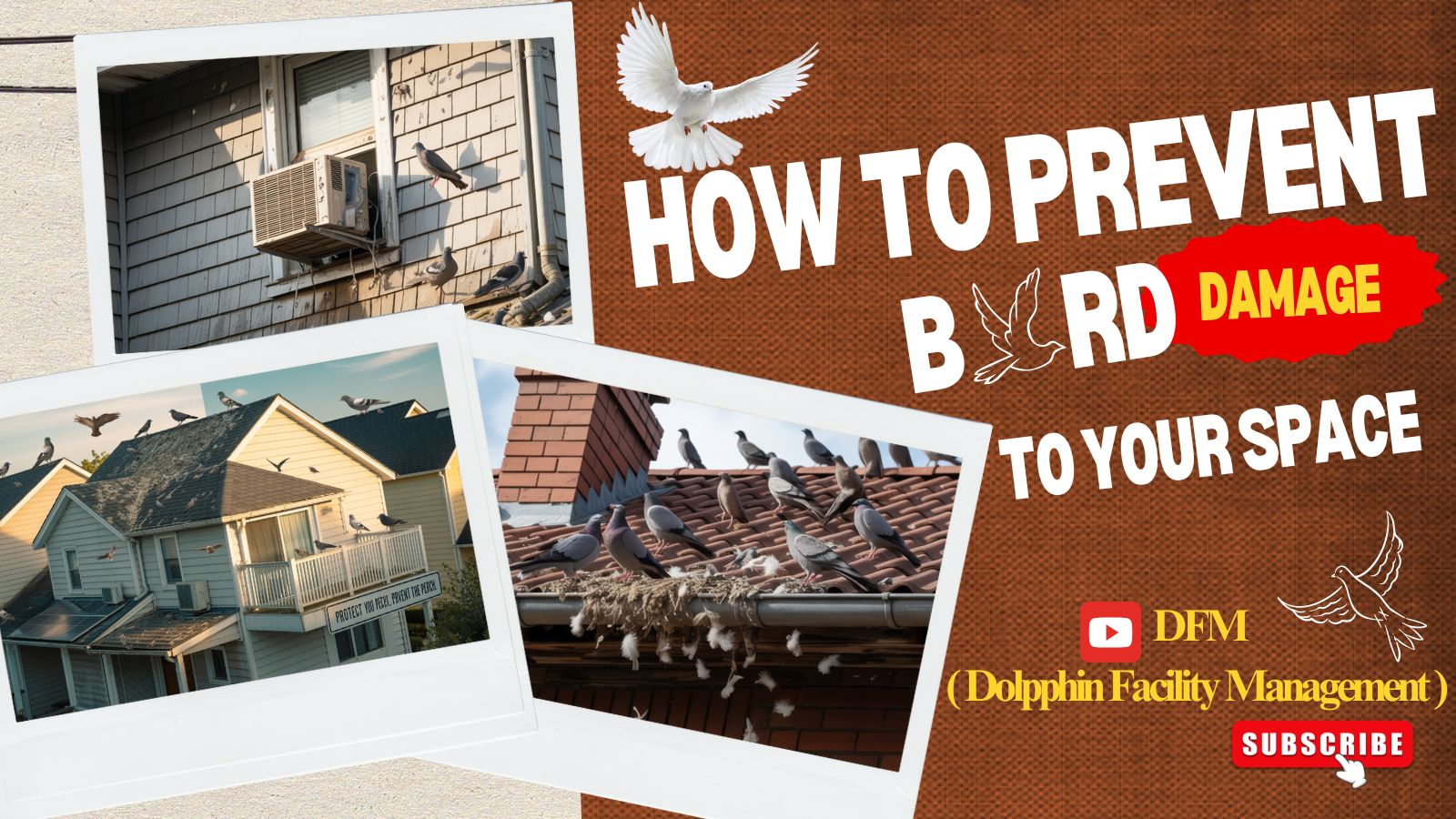 How to Prevent Bird Infestations and Their Hidden Risks - Dolphin Blog